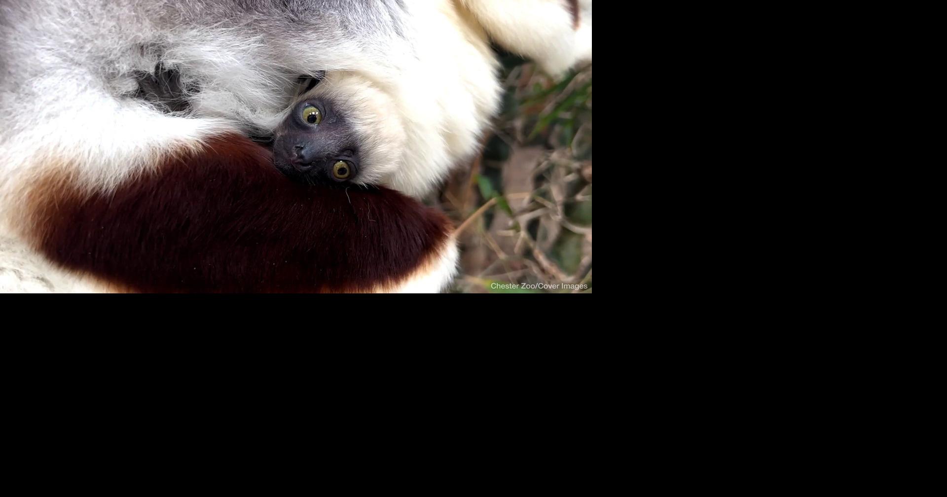 Europe's first 'dancing lemur' born at Chester Zoo in the U.K.