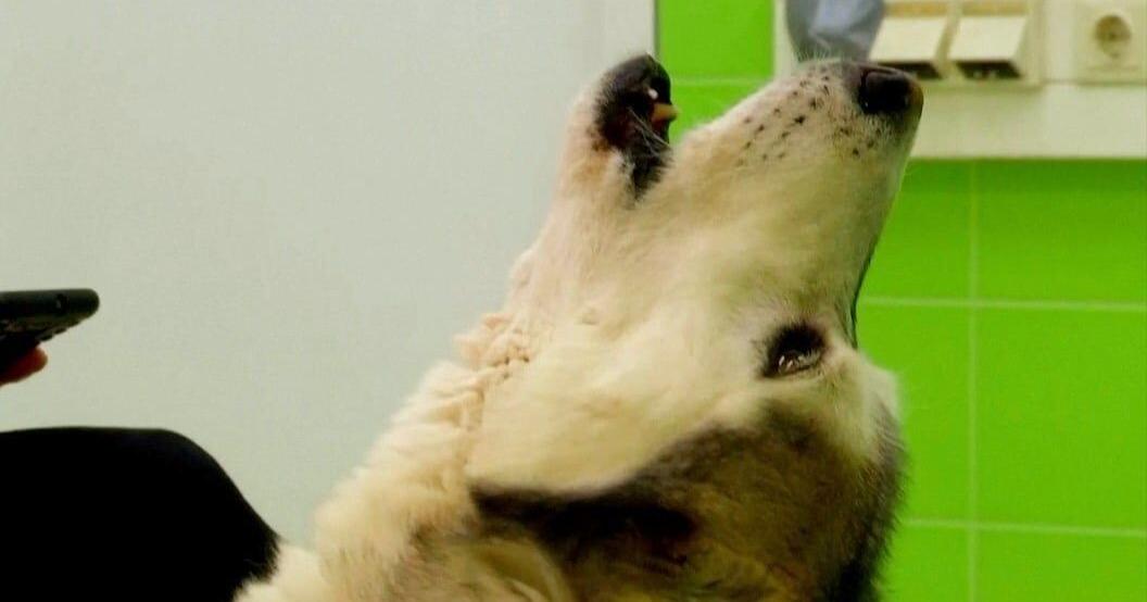 Scientists may finally know why some dog breeds howl more than others