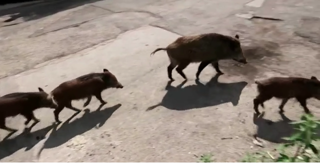 Trapping wild boars in the Italian capital of Rome