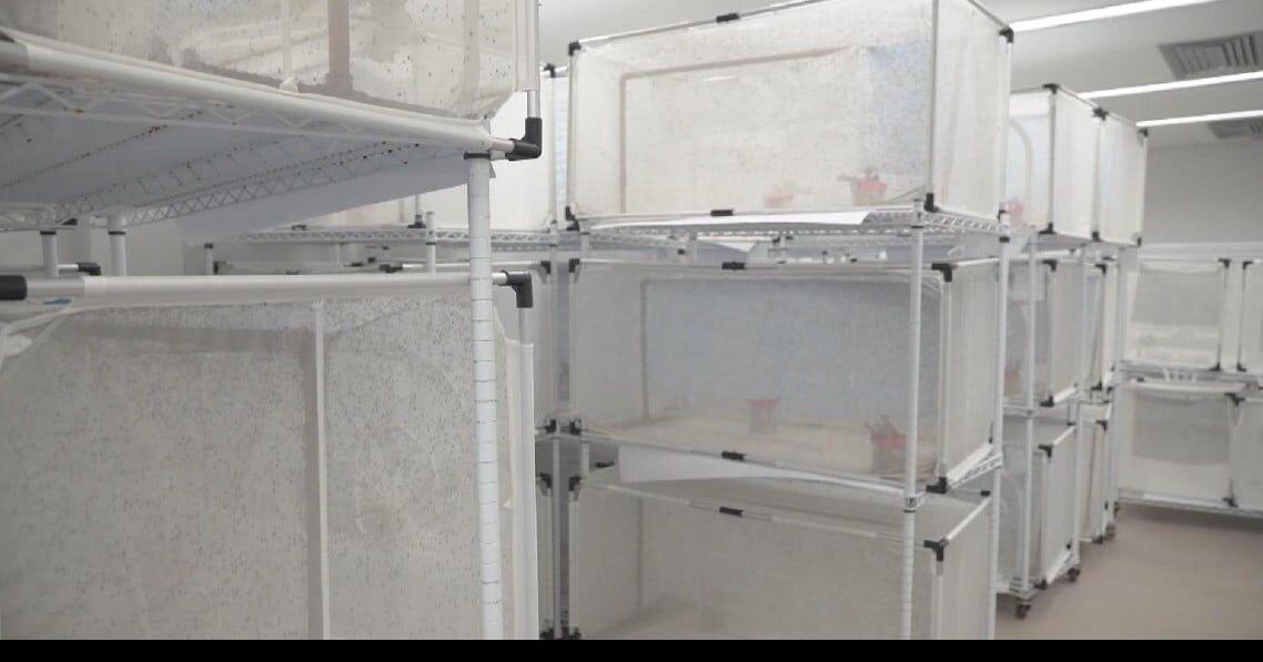 TODAY Brazil-Dengue Prevention/Mosquito Factory