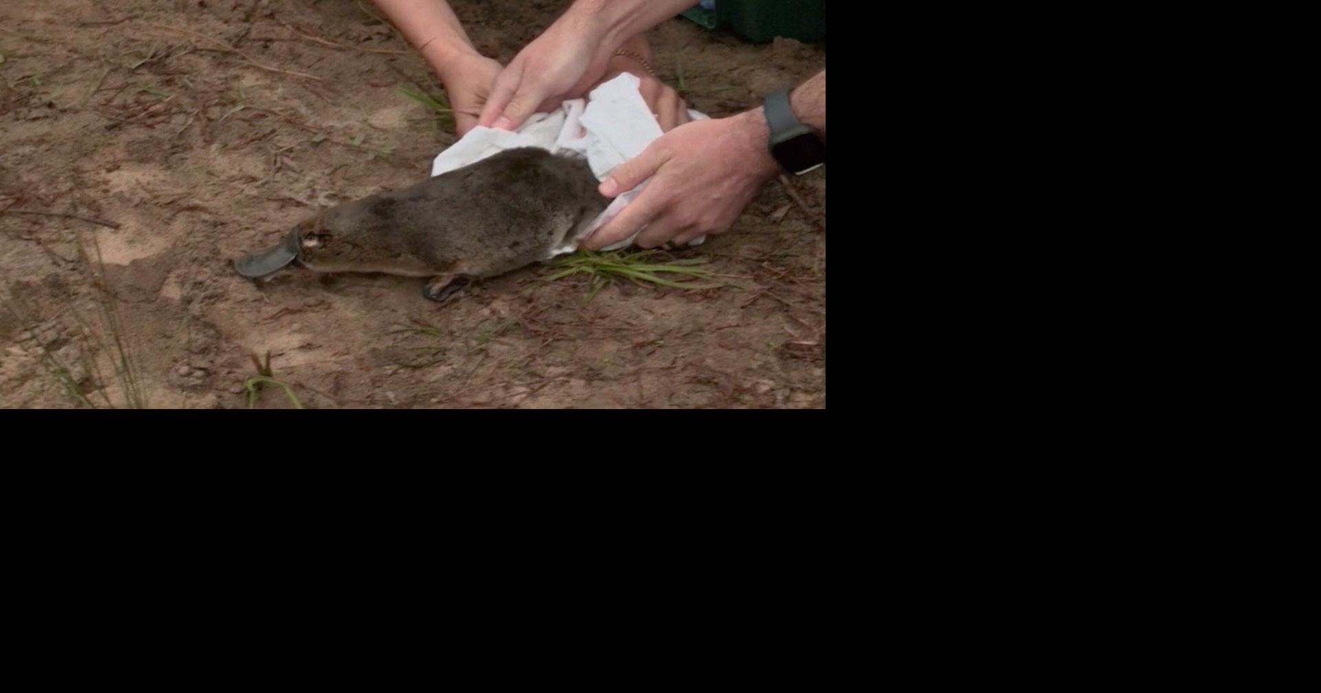 Platypus released back into Australian national park for the first time ...