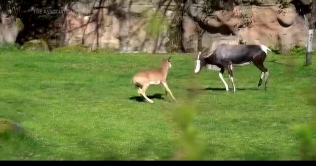 Rare baby bontebok antelope makes Oregon Zoo debut