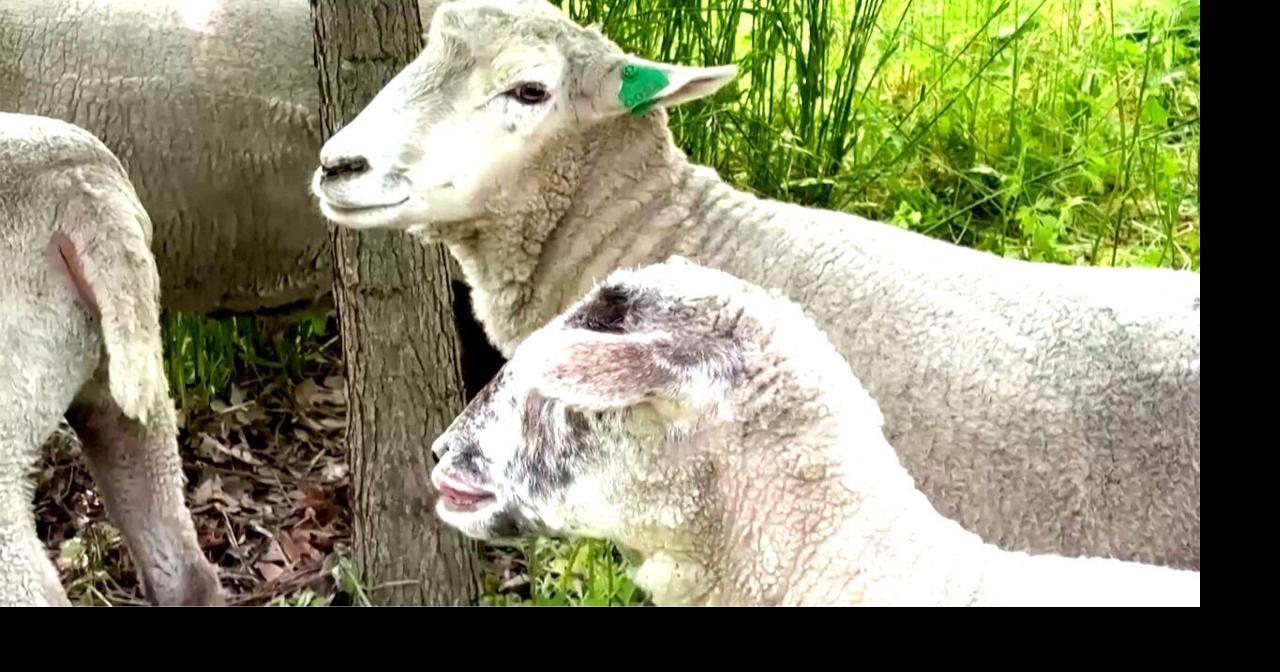 New York City employs sheep to keep lawns free of invasive species