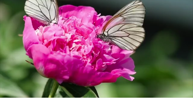Butterfly extinct since 1925 suddenly reappears near London