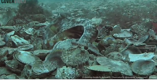 Octopuses caught throwing things at each other, and more of today's top ...