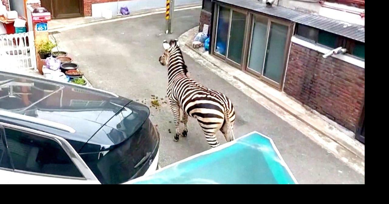 Zebra captured after running around the streets of Seoul, and more of ...