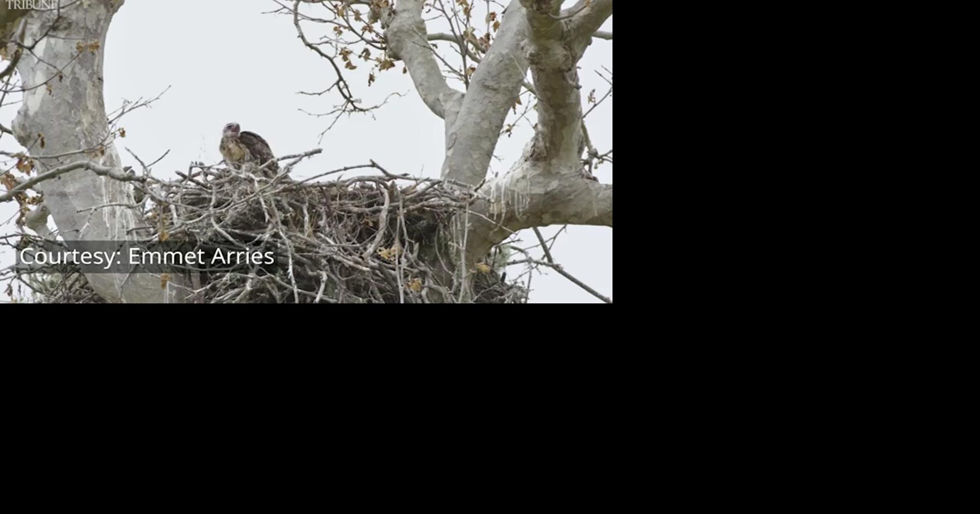See baby red-tailed hawk sharing a nest with 2 eaglets in San Simeon