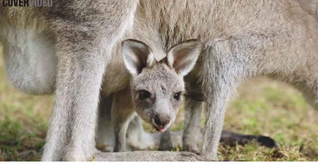 Kangaroo joeys take their first hops at an Australian zoo, and more of ...