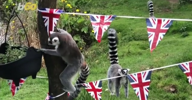 Zoos in London decorate animal enclosures to celebration the coronation
