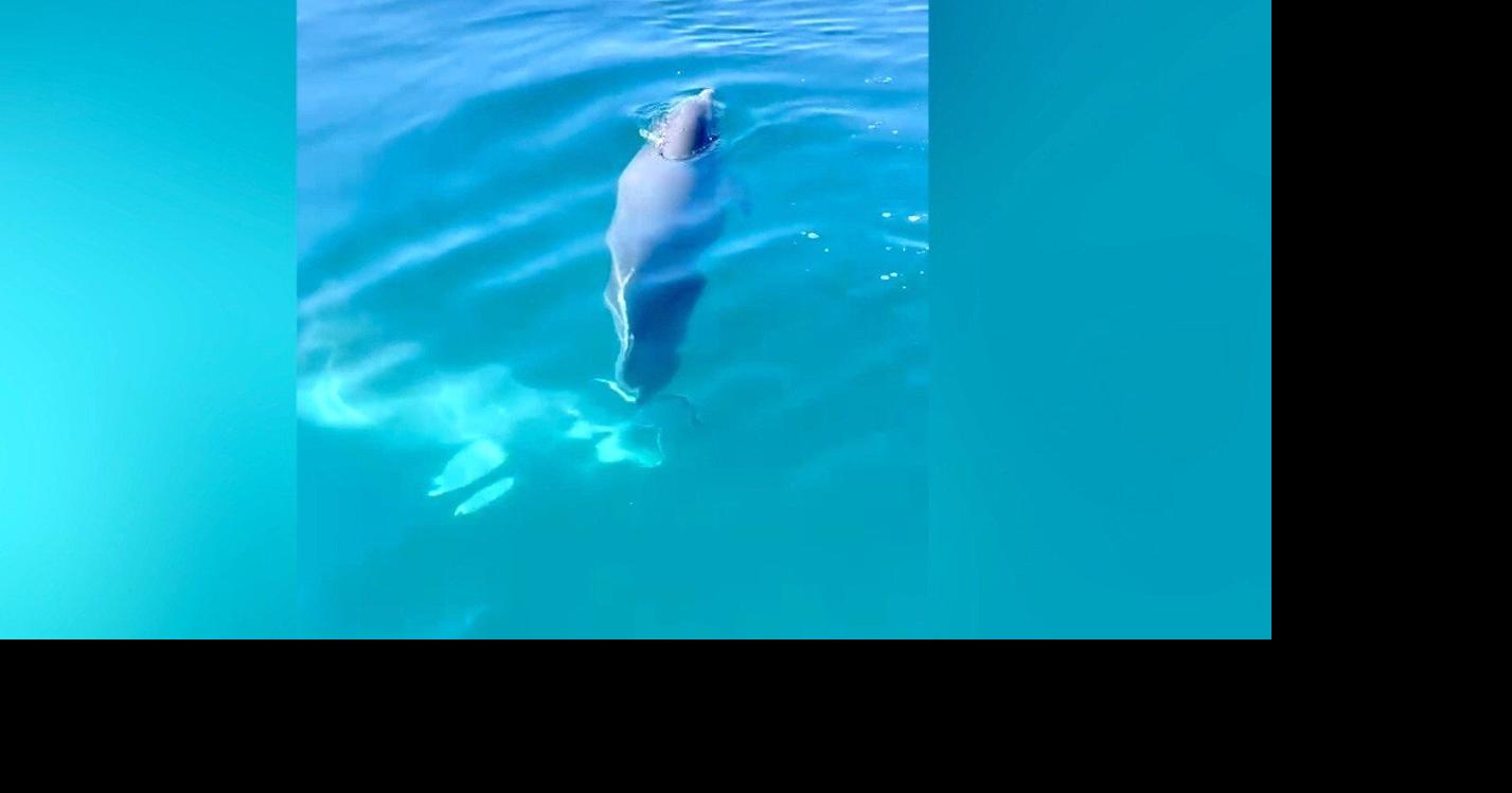 Must See! Pair of Fisherman Rescue a Baby Dolphin Trapped In a Net With ...