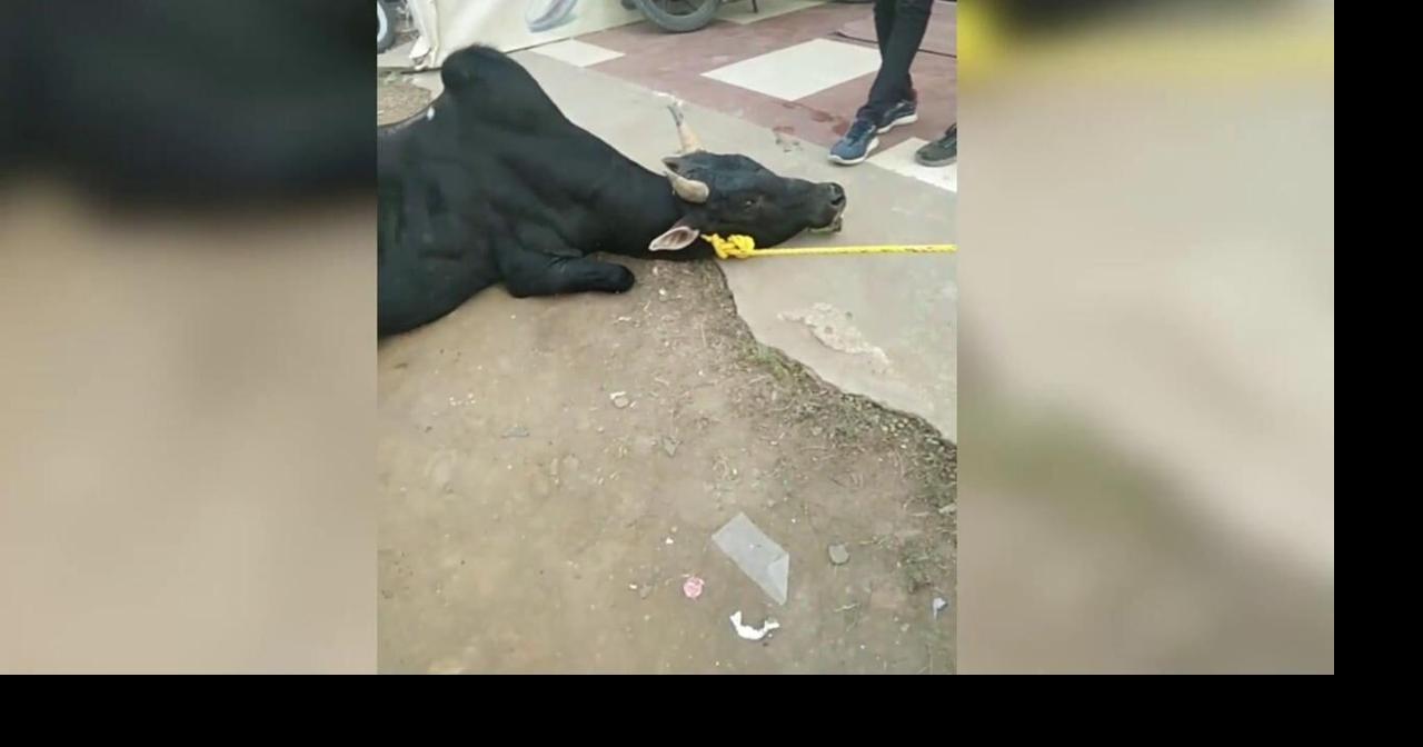 India: Rescuers save bull trapped by tin can in dramatic rescue