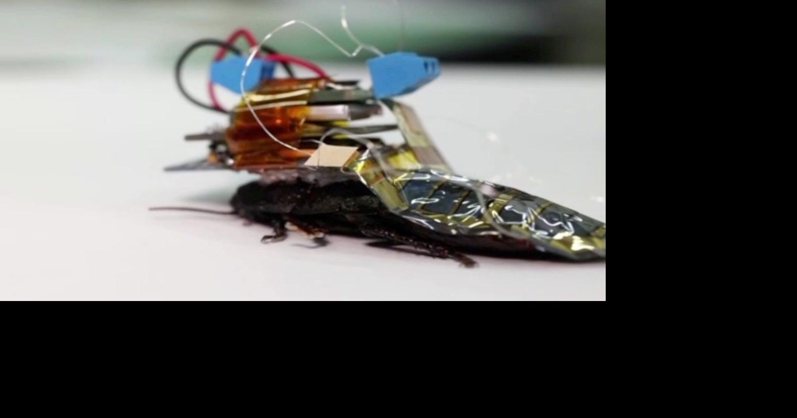 How cyborg cockroaches could help save human lives