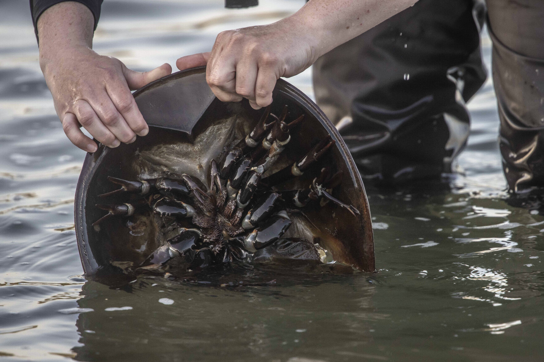 New York to Phase In Protections for Horseshoe Crabs