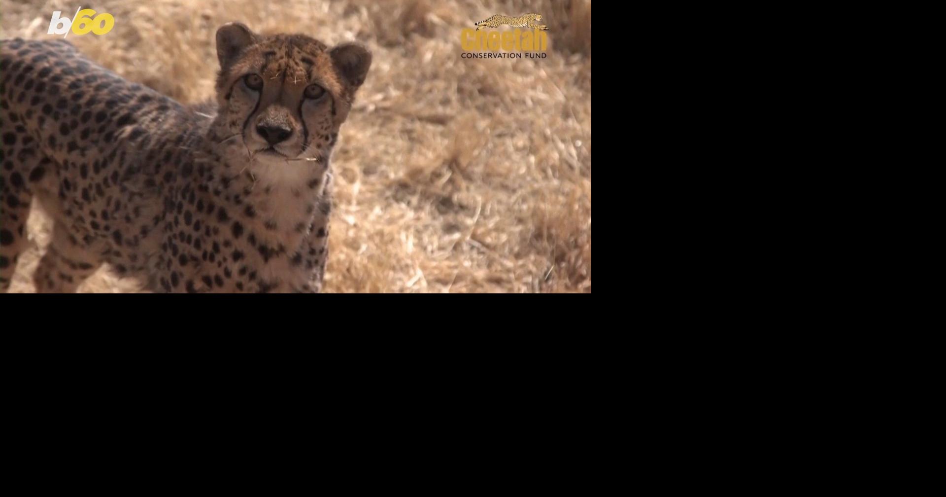 Cheetahs are coming back to India after 70 years