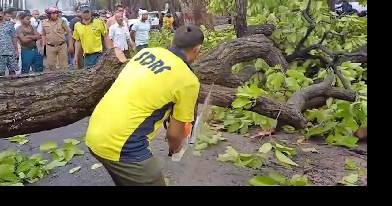 India: Fallen tree disrupts highway route in northern India’s, SDRF swiftly restores traffic