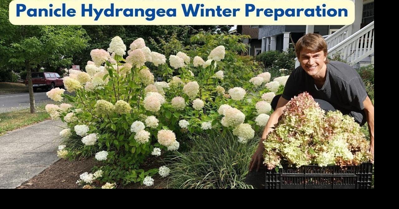 Panicle Hydrangea - Deadhead/Prune Correctly in Autumn - Fall Cleanup