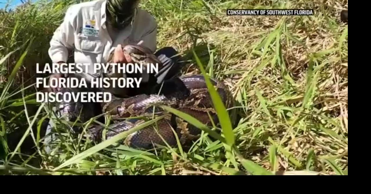 Largest python in Florida history discovered