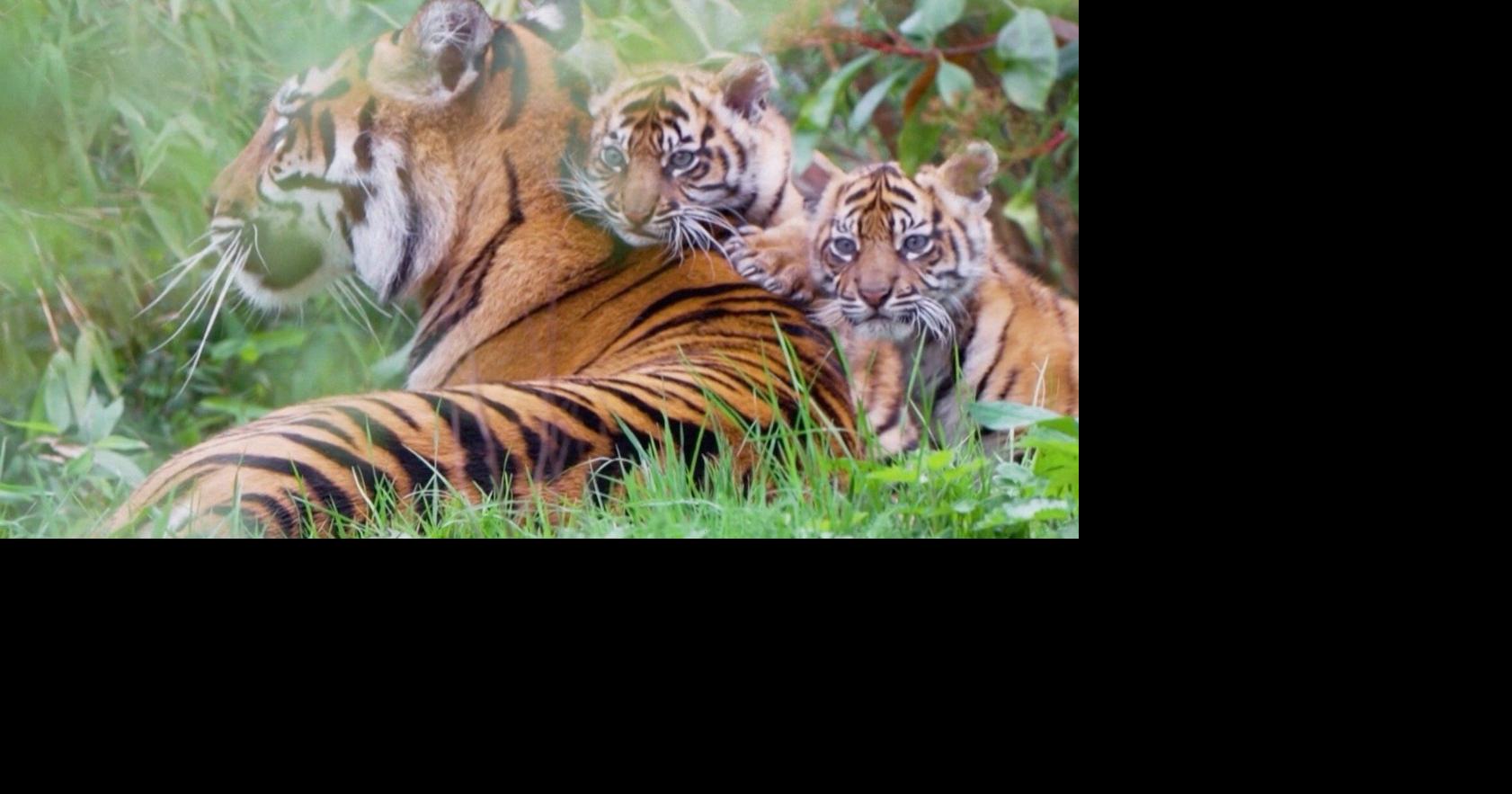 Endangered tiger cub twins emerge from den at British zoo