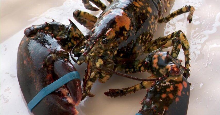 Rare ‘calico lobster’ found at Wantagh seafood market and restaurant