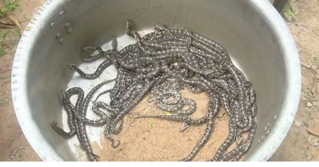 Dozens of massive python babies released into the Indian wild