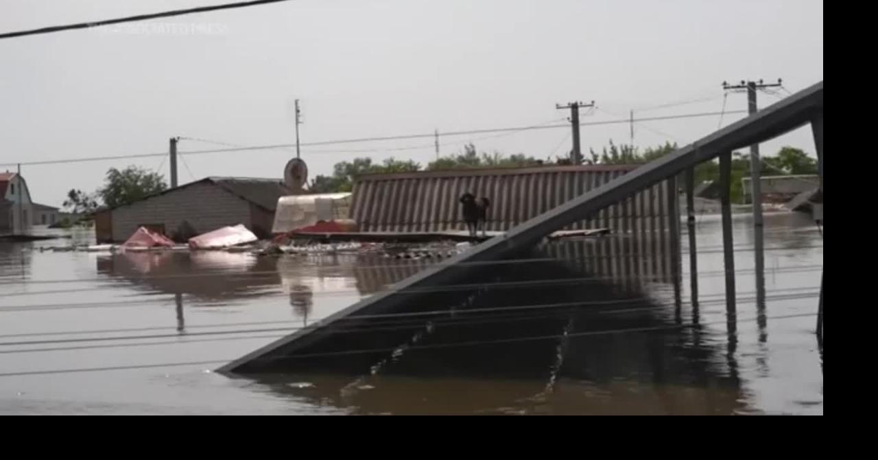 Animals rescued from flood-hit Kherson region