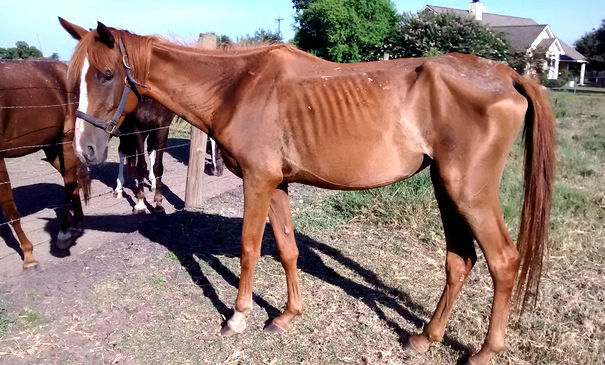 Donations sought for care of emaciated horses - Brenham Banner-Press : News