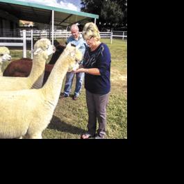 McMahon's Peeka Ranch bustling with alpacas | News | brenhambanner.com
