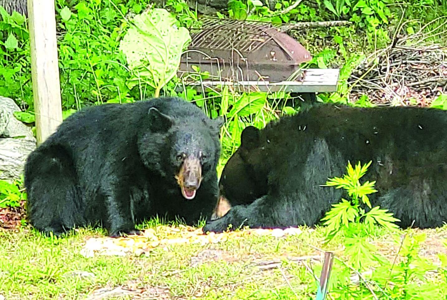 NEW BEAR CITY: Bristol police, residents report increase in black bear ...