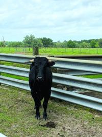 are beefalo aggressive