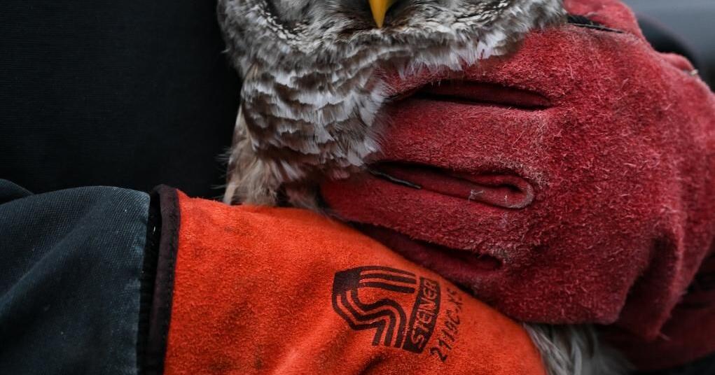 Rehabilitated owl believed to be struck by car in Bristol is released ...
