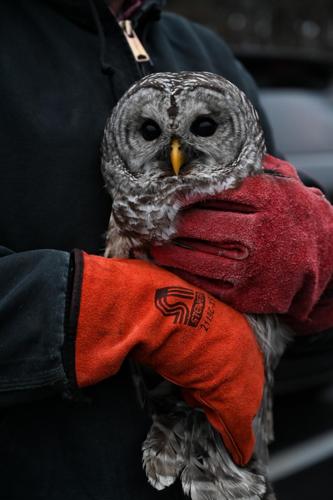 Rehabilitated owl believed to be struck by car in Bristol is released ...