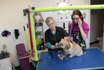 Arf Arf Grooming helps clients put best paw forward | News ...