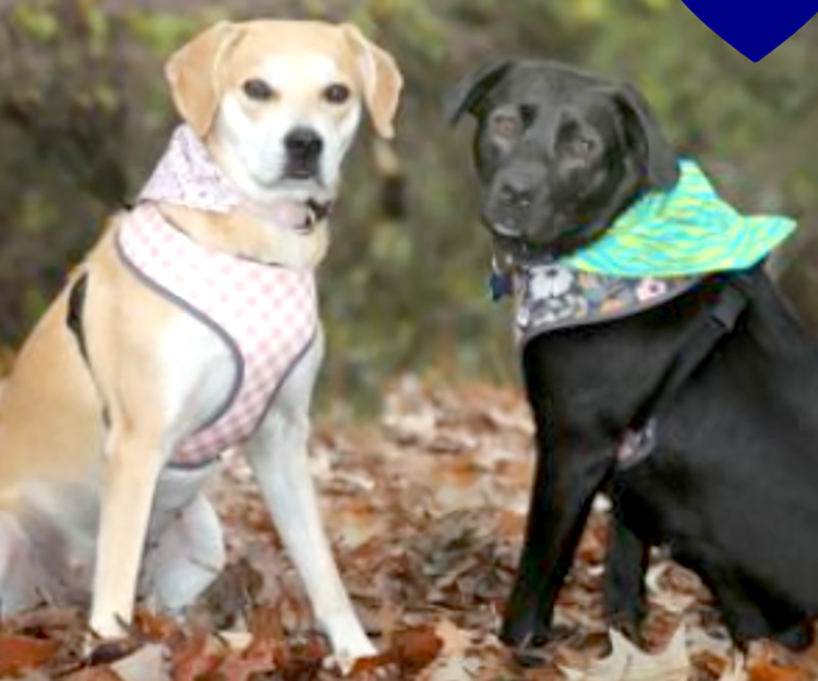 Pets of the Week Pippi Longstocking and Penelope | News | bristolpress.com
