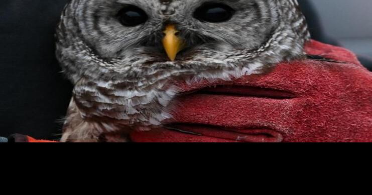 Rehabilitated owl believed to be struck by car in Bristol is released ...