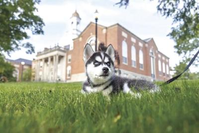 UConn introduces Siberian husky pup as next mascot | News ...