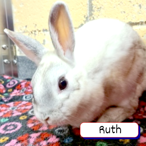 Pets of the Week: Ruth and May | News | bristolpress.com