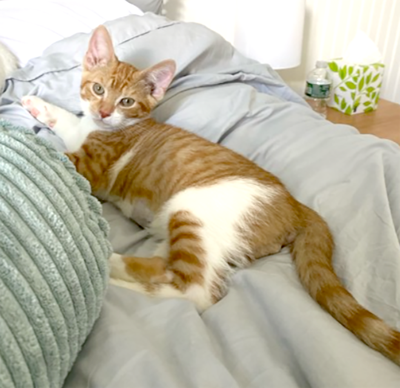 Pet of the Week: Dwayne | News | bristolpress.com