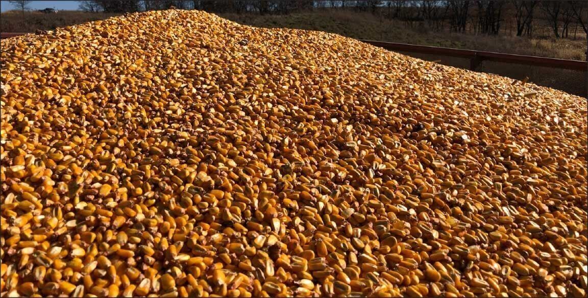 U.S. corn exports anticipated to hold top spot | Farm | bryantimes.com