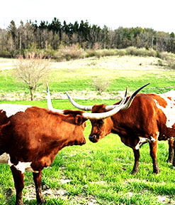Longhorns offer healthier meat choice | | bryantimes.com