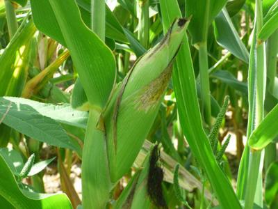 corn growing sound