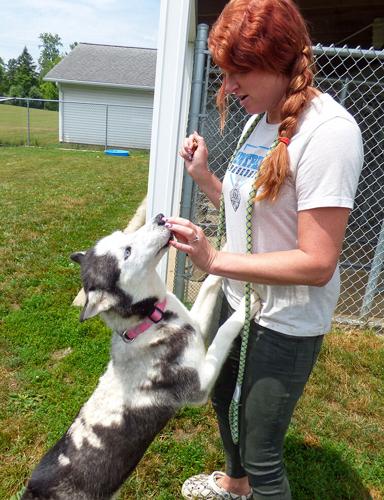 Humane society has too many dogs | Local News | bryantimes.com