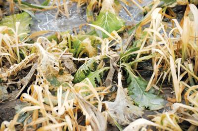 Radishes aren't dangerous — they just smell that way | Local News ...