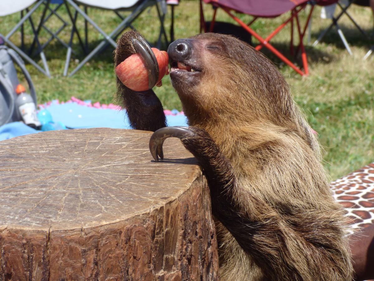 Sloth enjoys apple at exotic zoo | Local News | bryantimes.com