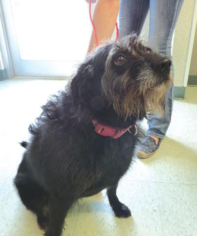 Humane Society deluged with dogs | Local News | bryantimes.com