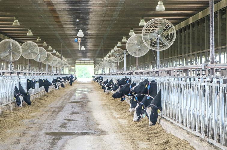Bridgewater dairy keeps milk flowing in northwest Ohio | News ...