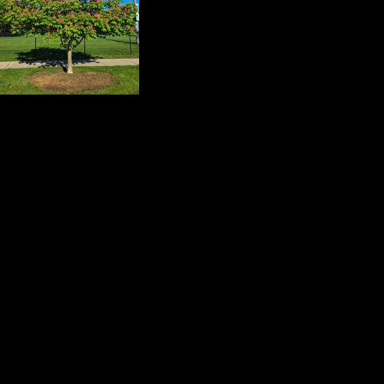 City names arboretum after former teacher | News | bryantimes.com