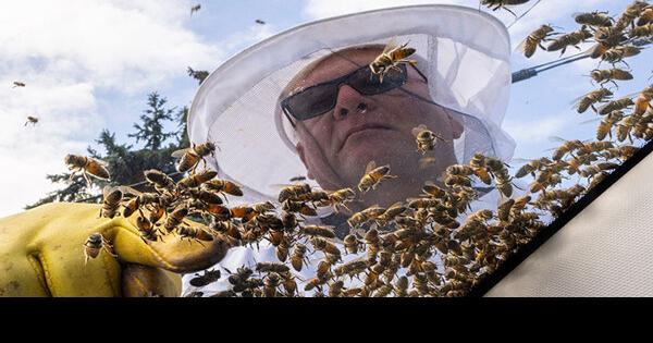 Bee alert: 5 million bees fall off truck near Toronto and drivers are ...