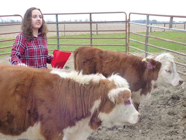 Rupps have a calling for raising cattle | | bryantimes.com