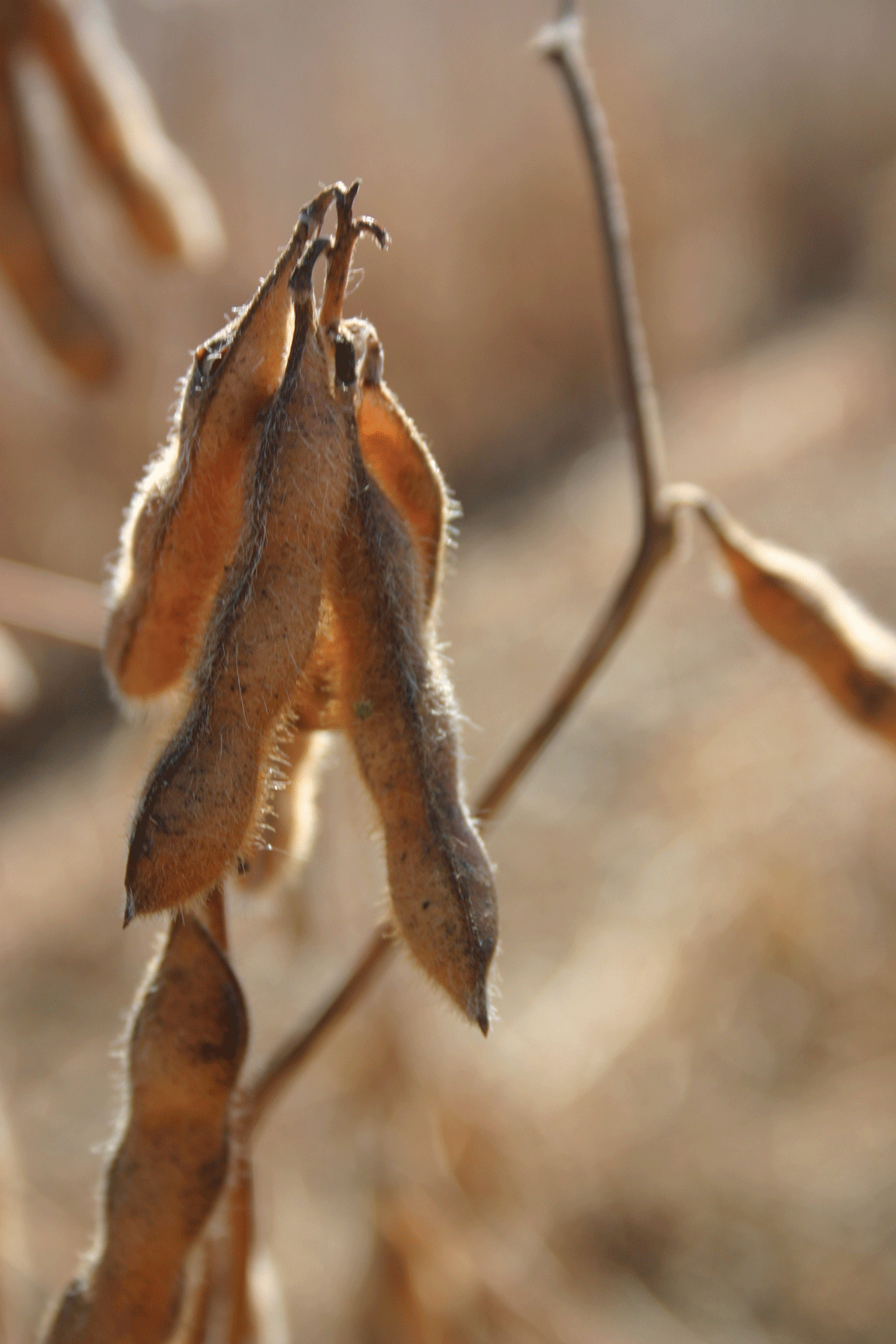 Soybeans lead grain market erosion | Farm | bryantimes.com