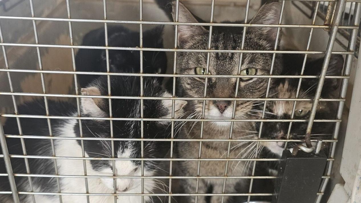 SPCA: 53 cats rescued from Public Storage locker | Police news ...